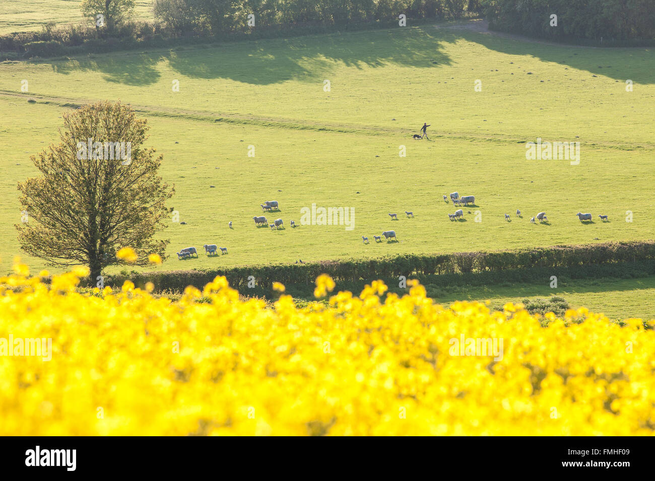 Fields, in, Somerset,England,Europe.oilseed,rape,Yellow, fields ...