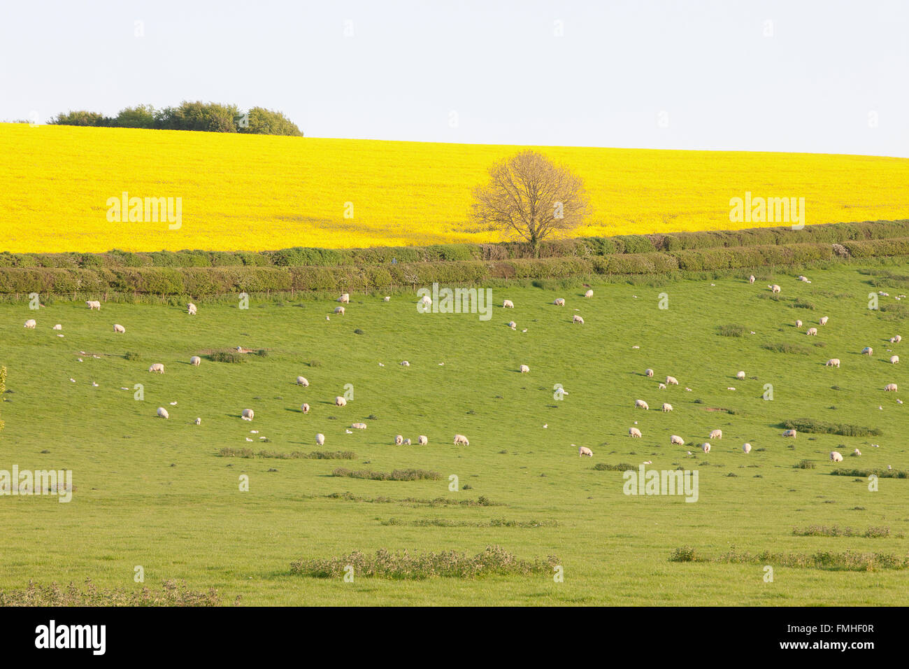 Fields, in, Somerset,England,Europe.oilseed,rape,Yellow, fields ...