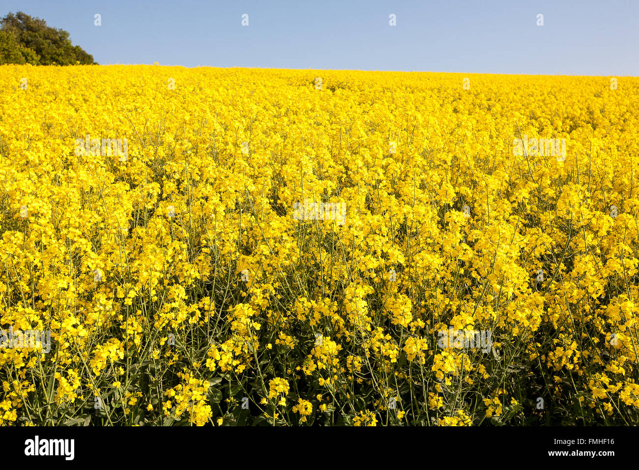 Fields, in, Somerset,England,Europe.oilseed,rape,Yellow, fields ...