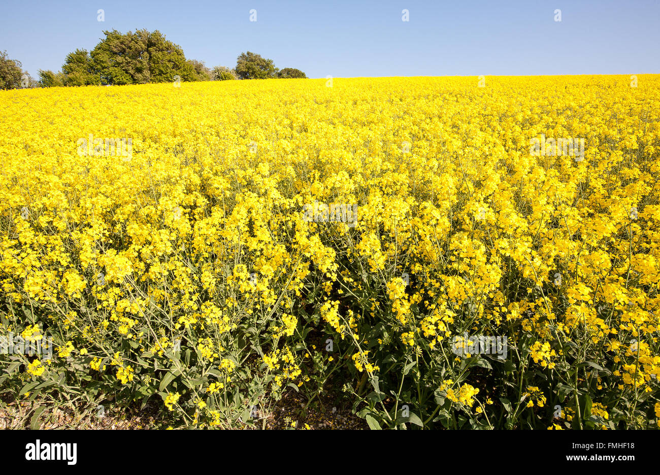 Fields, in, Somerset,England,Europe.oilseed,rape,Yellow, fields ...