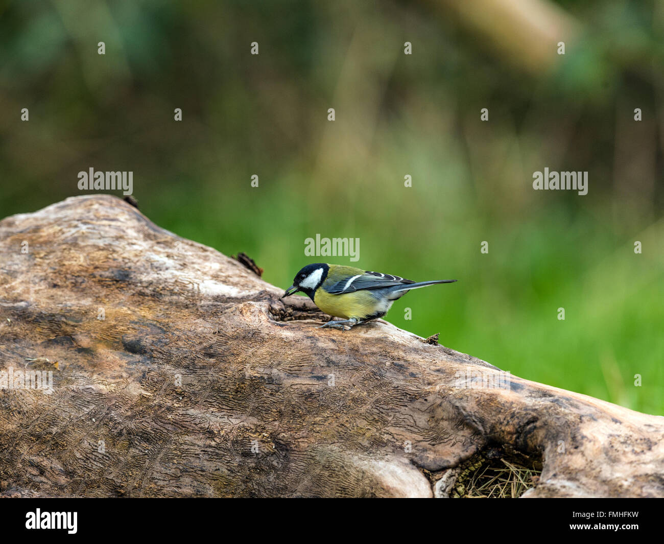 Beautiful Great Tit (Paripus major) foraging in natural woodland forest ...
