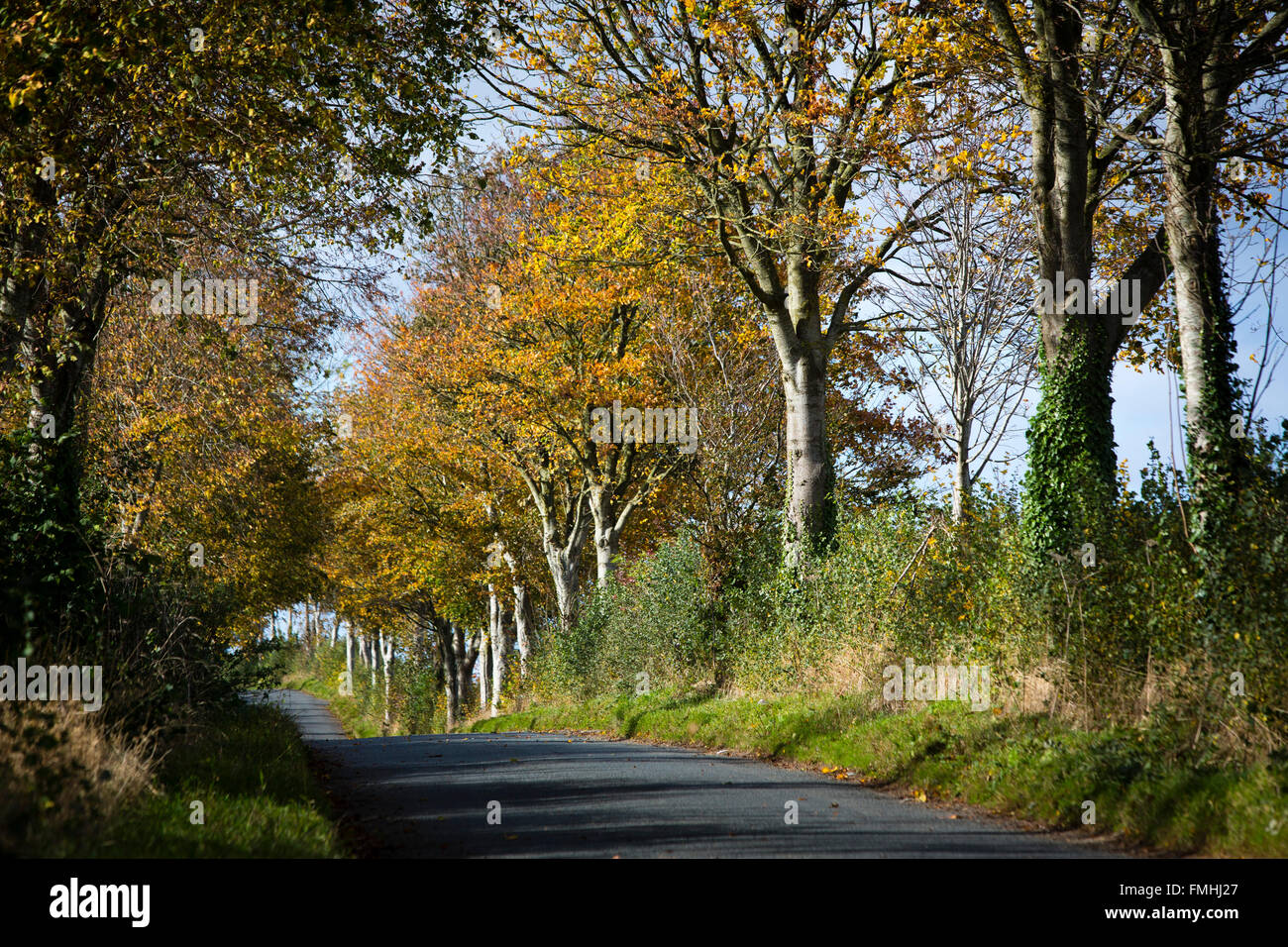 A tree lined country road in autumn colours Stock Photo - Alamy