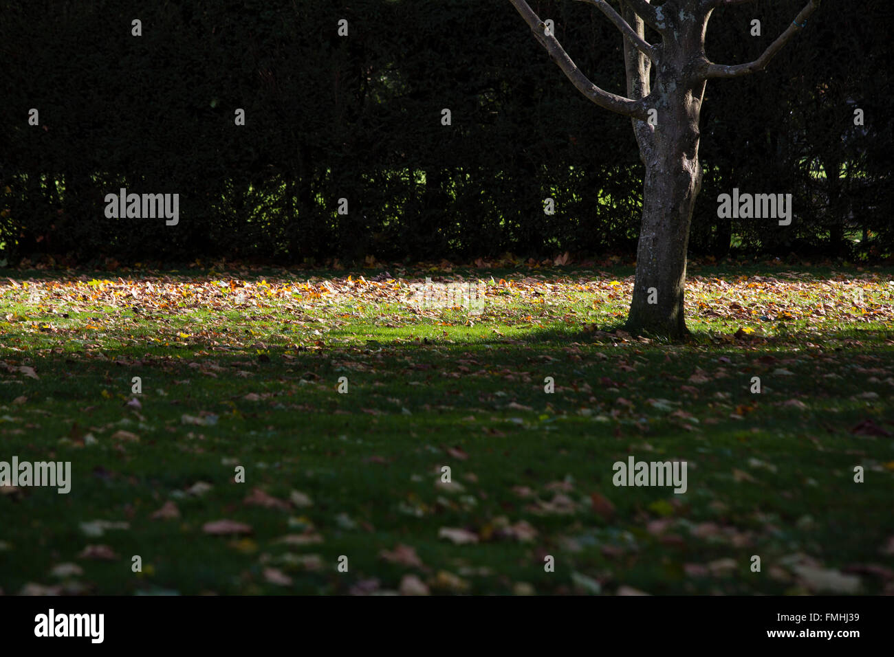 Trees in park leaves blowing hi-res stock photography and images - Alamy
