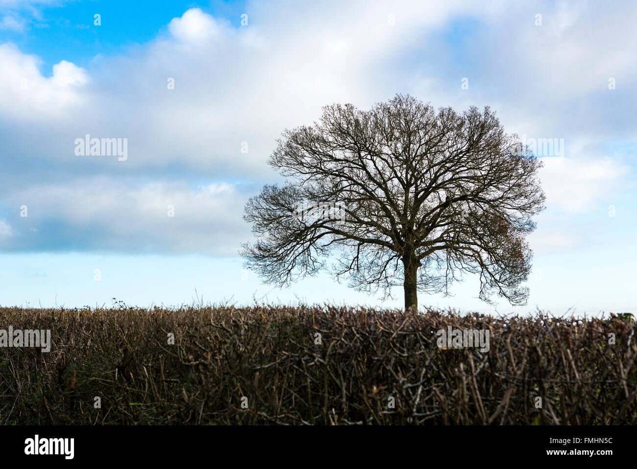 Old leafless tree silhouetted on the horizon Stock Photo - Alamy