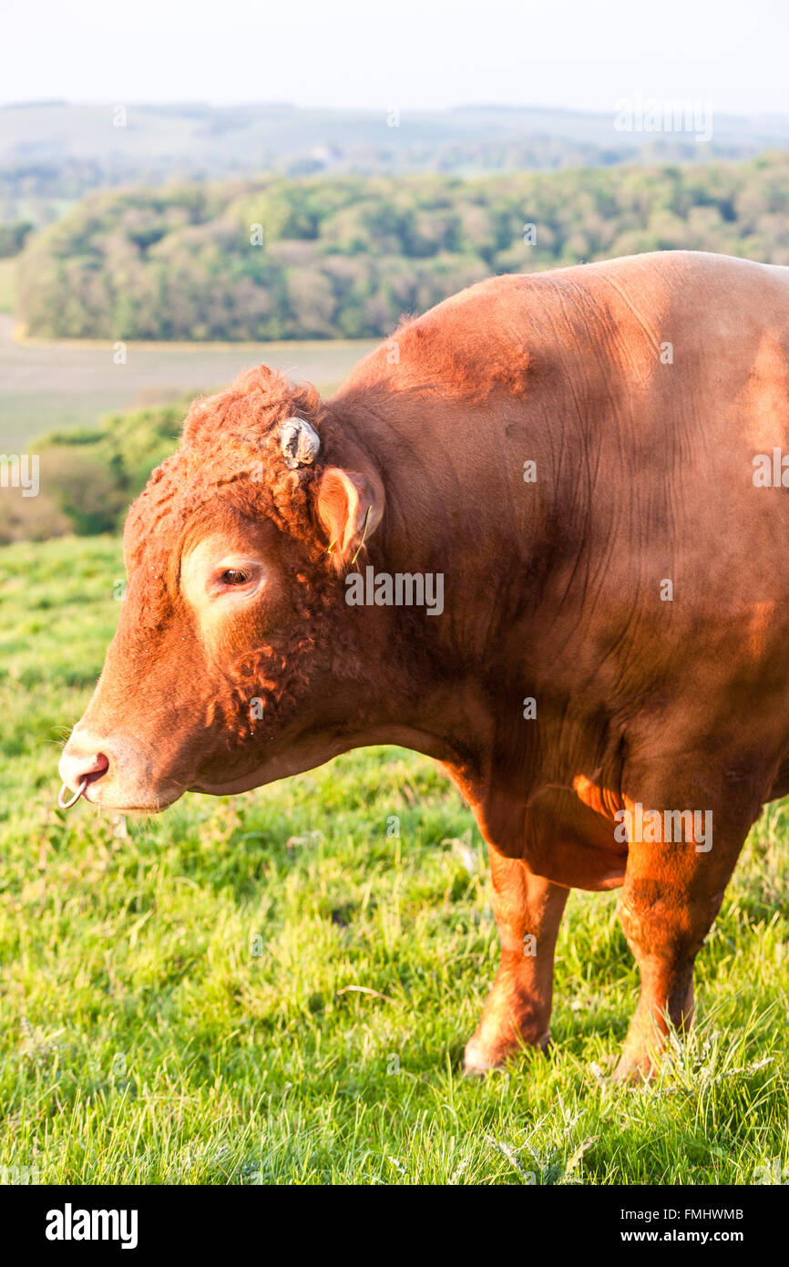 Cows and a bull in a field next to Win Green Hill,near Shaftesbury ...