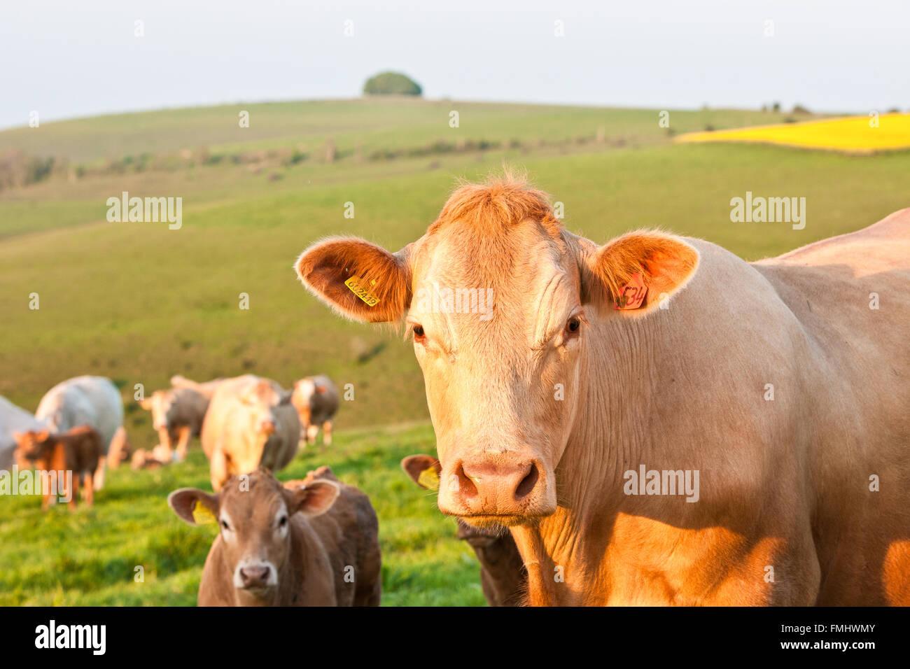 Cows and a bull in a field next to Win Green Hill,near Shaftesbury ...