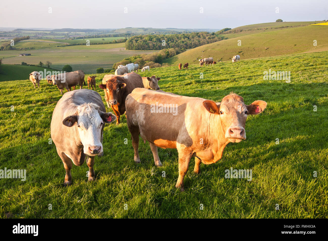 Cows and a bull in a field next to Win Green Hill,near Shaftesbury ...