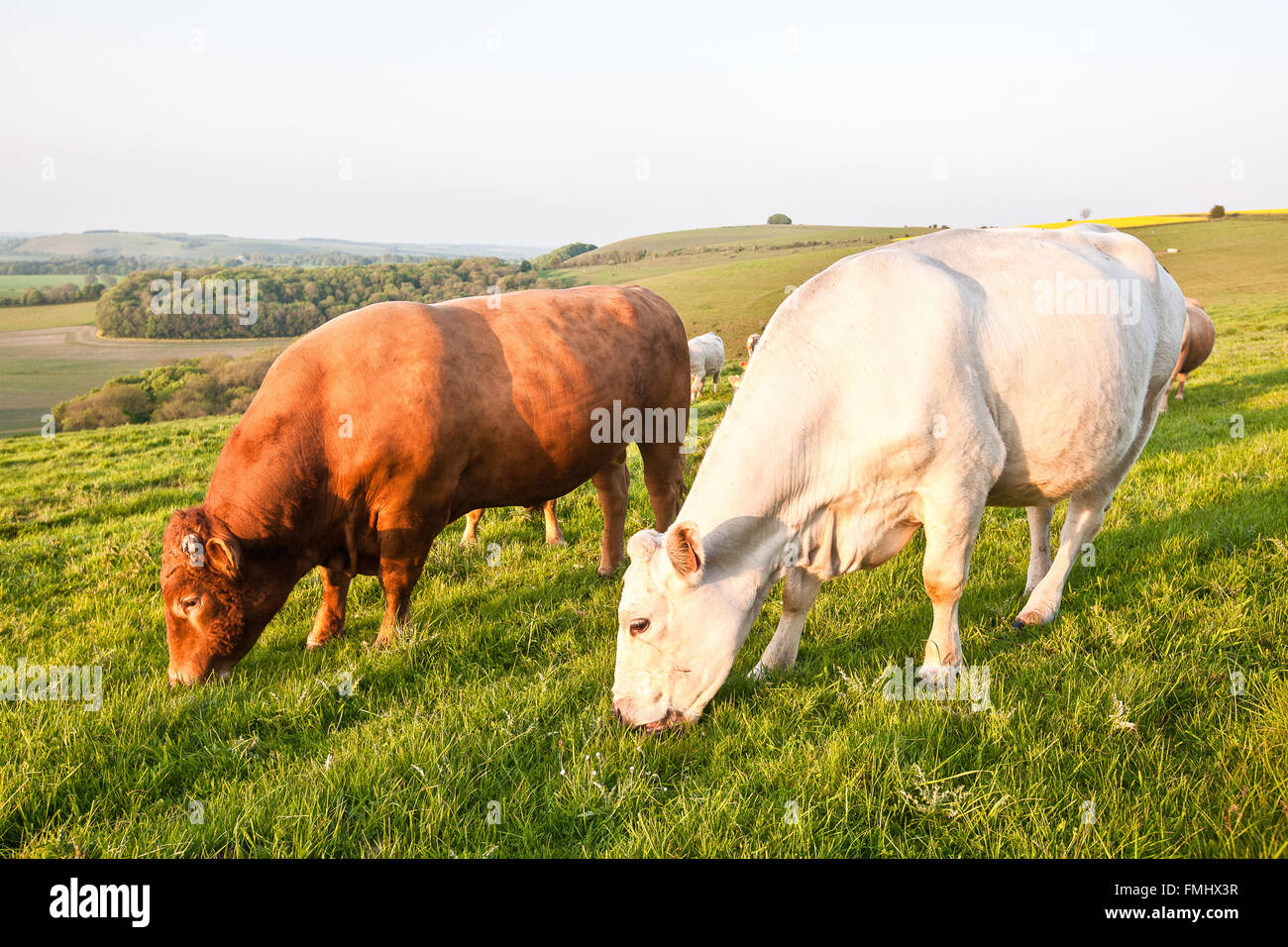 Cows and a bull in a field next to Win Green Hill,near Shaftesbury ...