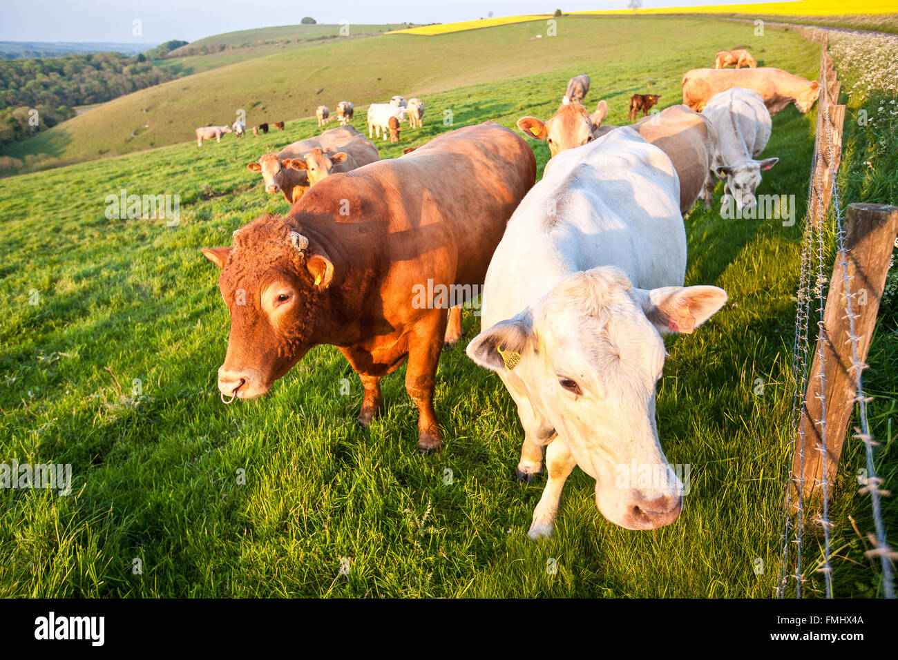 Cows and a bull in a field next to Win Green Hill,near Shaftesbury ...