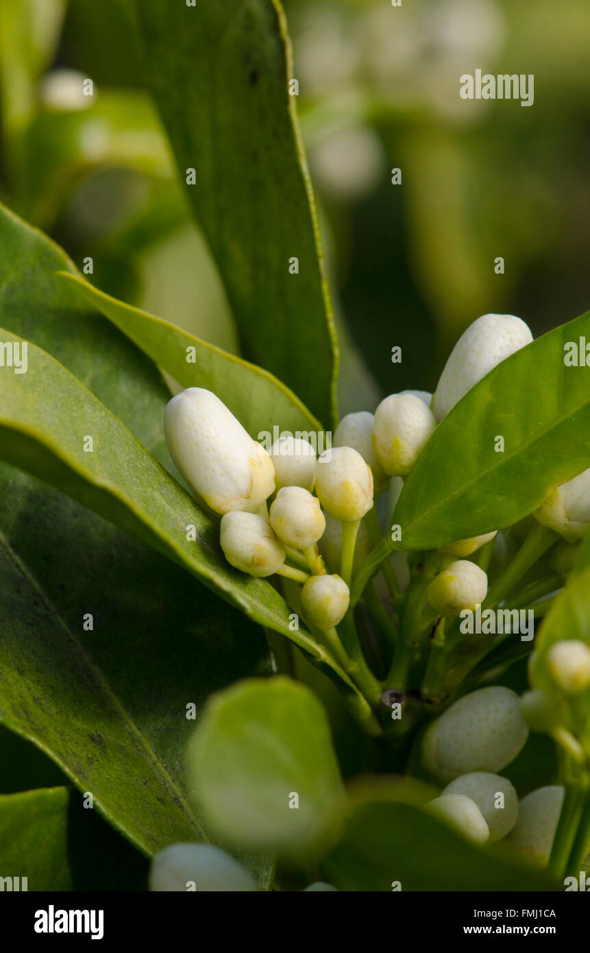 Orange tree flowers hi-res stock photography and images - Alamy