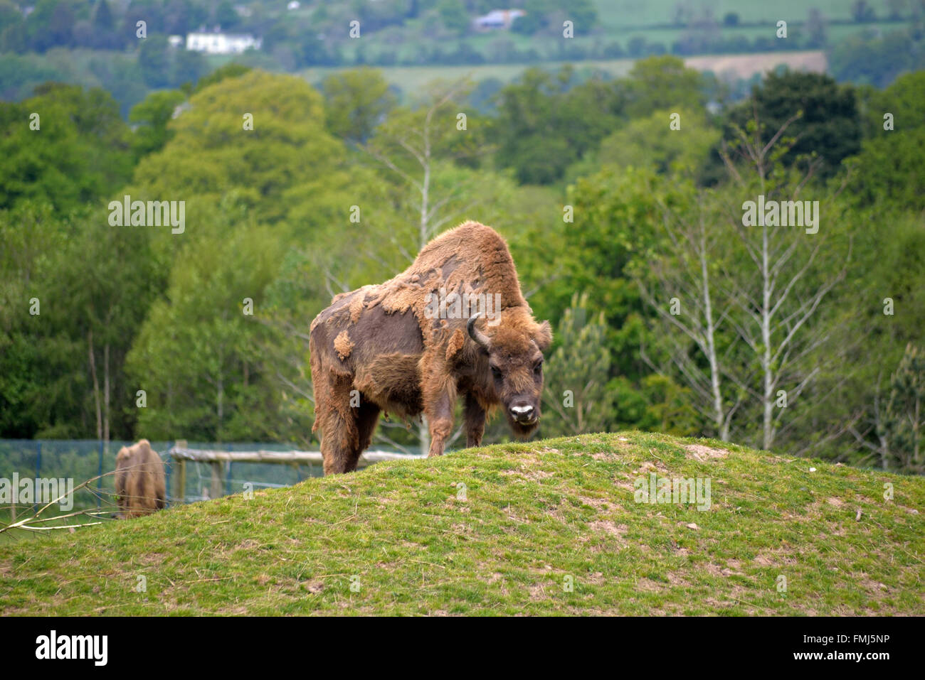 European Bison in fota wildlife park near cobh county cork ireland ...