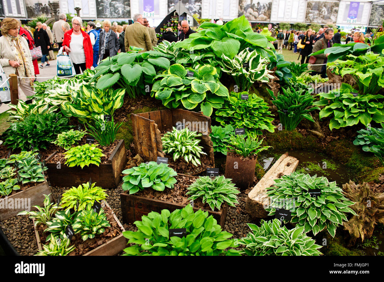 Bookfield plants Hosta Collection,Popular Five day calendar Event,The ...