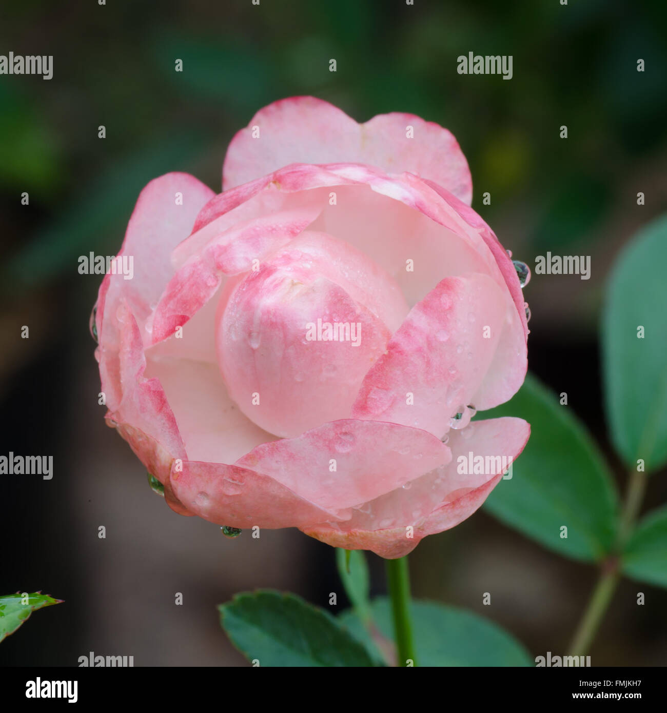 Fairy rose blossom on tree Stock Photo - Alamy