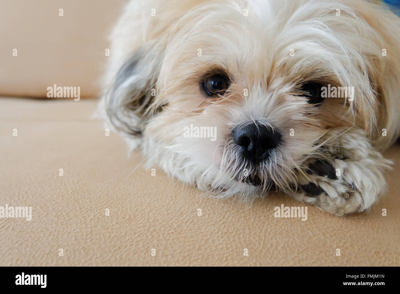 Dog is thinking Stock Photo - Alamy