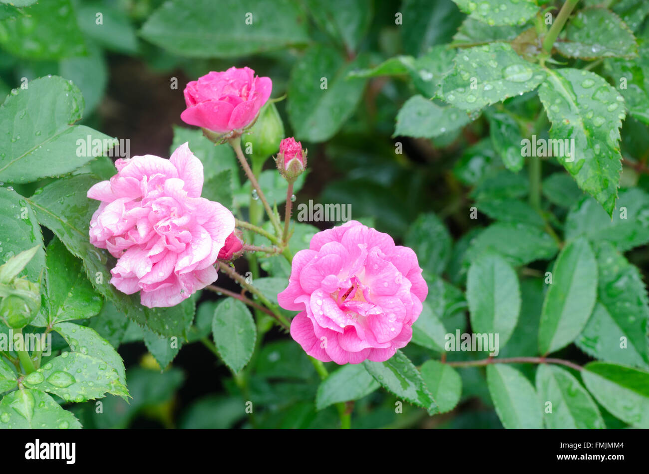 Fairy rose blossom on tree Stock Photo - Alamy