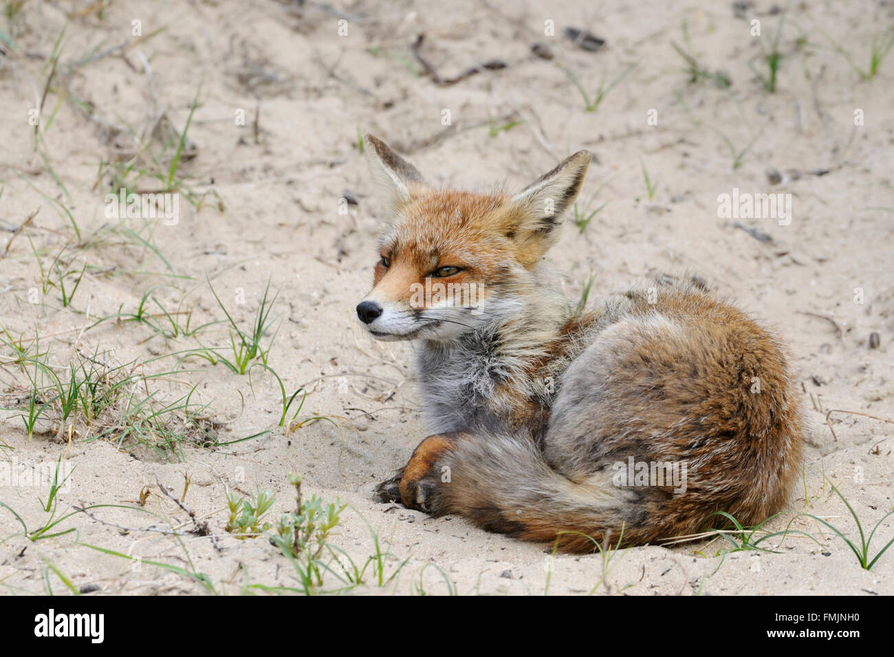 Red Fox / Rotfuchs ( Vulpes vulpes ), vixen in summer coat, resting in ...