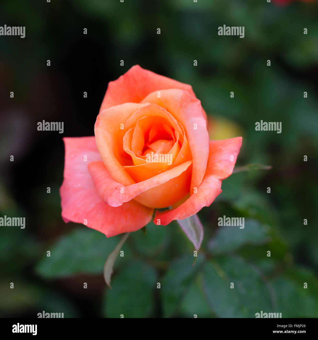 Rose in orange hi-res stock photography and images - Alamy