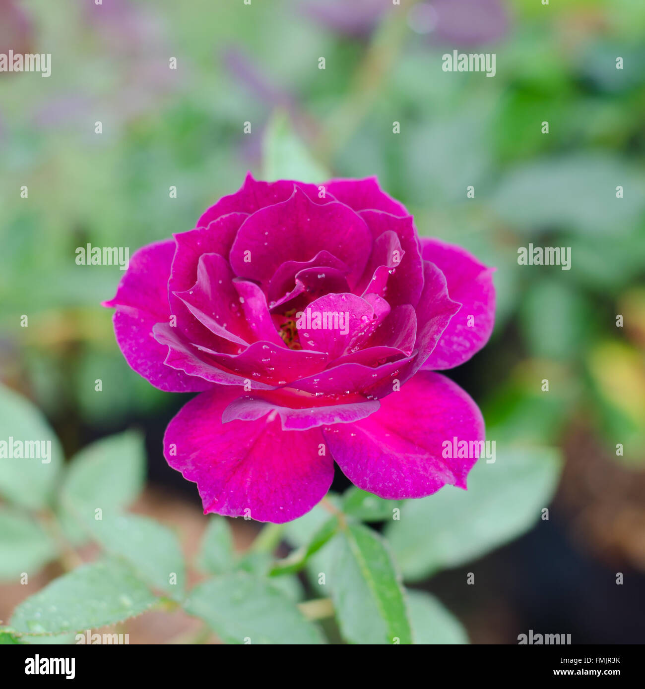 Rose violet hi-res stock photography and images - Alamy