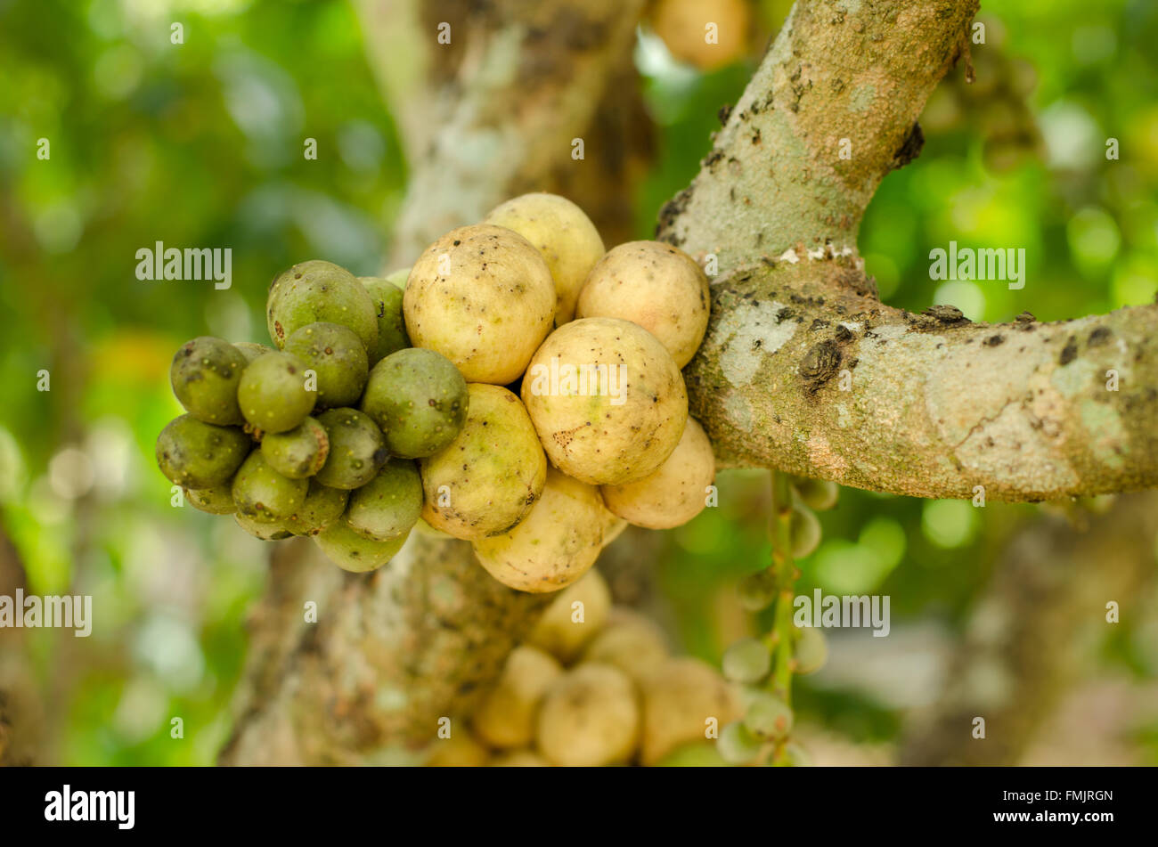 Lansium domesticum hi-res stock photography and images - Alamy