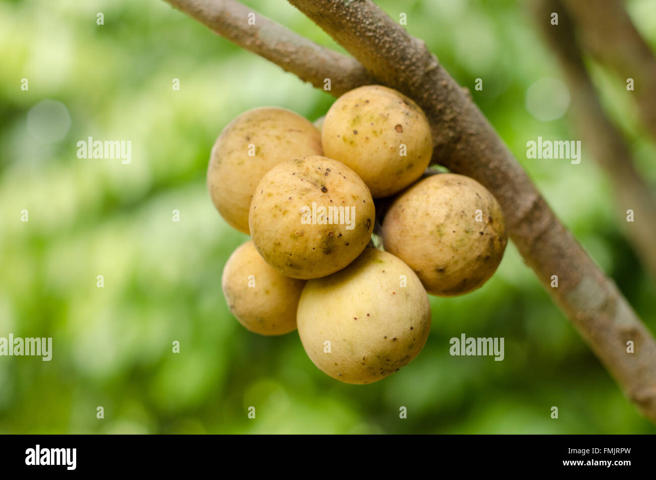 Lansium fruit on tree lansium hi-res stock photography and images - Alamy
