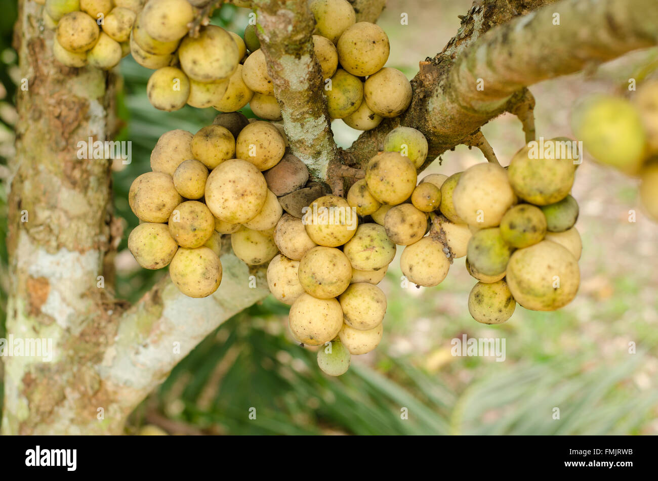 Longkong on tree hi-res stock photography and images - Alamy