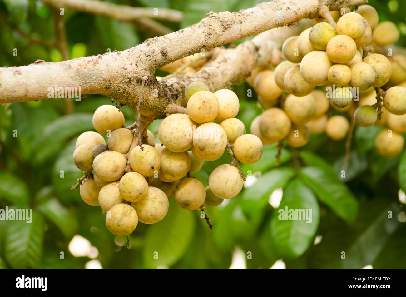Lansium domesticum hi-res stock photography and images - Alamy