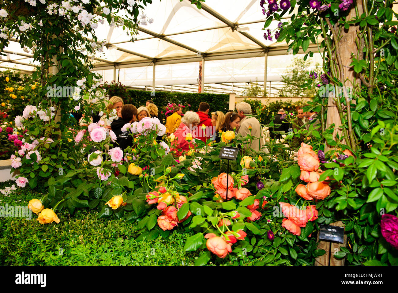 David Austin Roses,Very Popular Five day calendar Event,The Queen ...