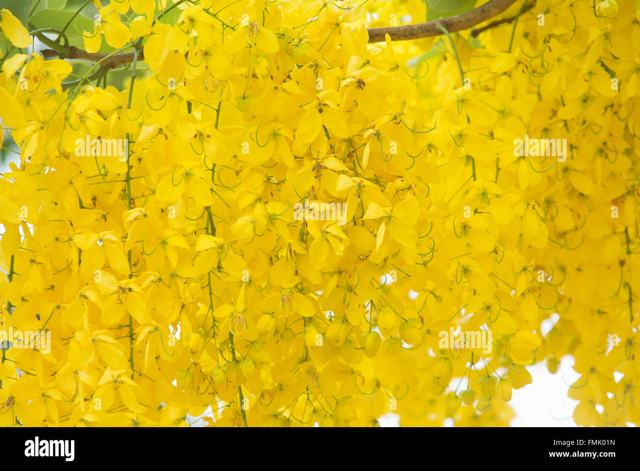 Cassia tree hi-res stock photography and images - Alamy