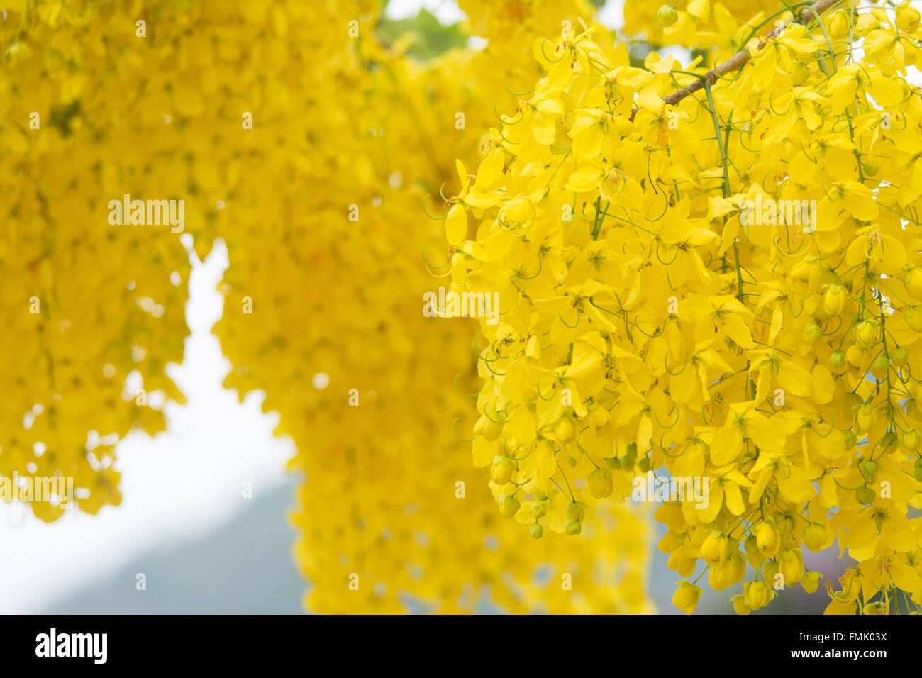 Cassia fistula tree hi-res stock photography and images - Alamy
