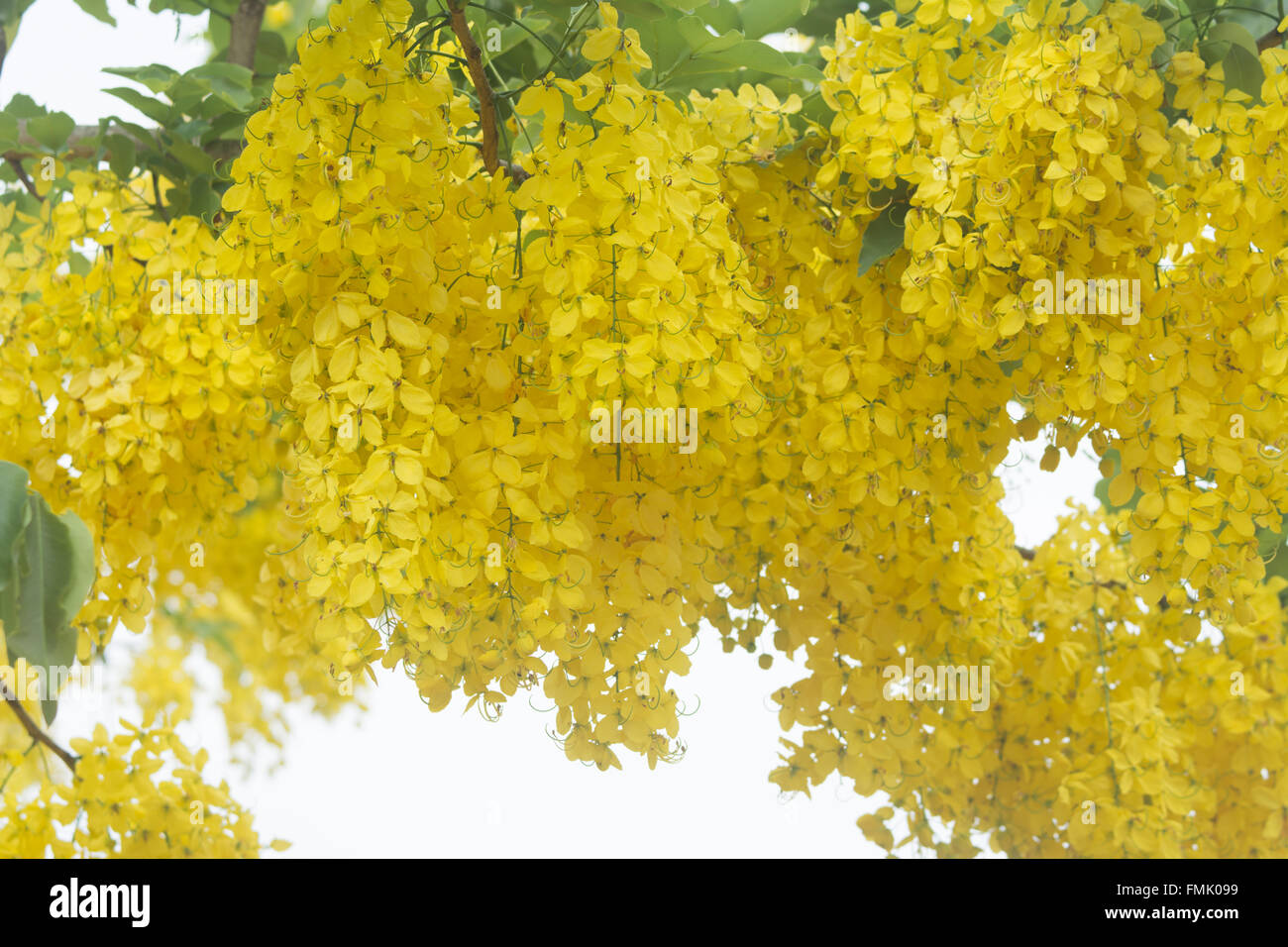 Golden flower tree hi-res stock photography and images - Alamy