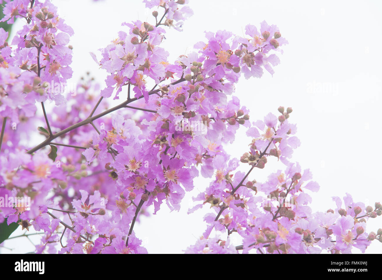 Queen crape myrtle flower hi-res stock photography and images - Alamy