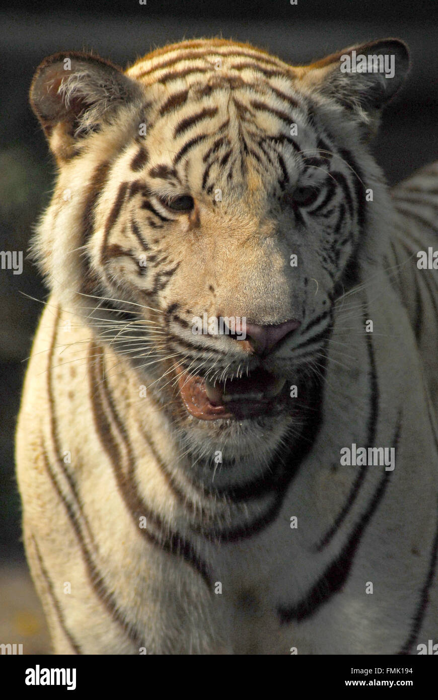 Tiger and its life hi-res stock photography and images - Alamy