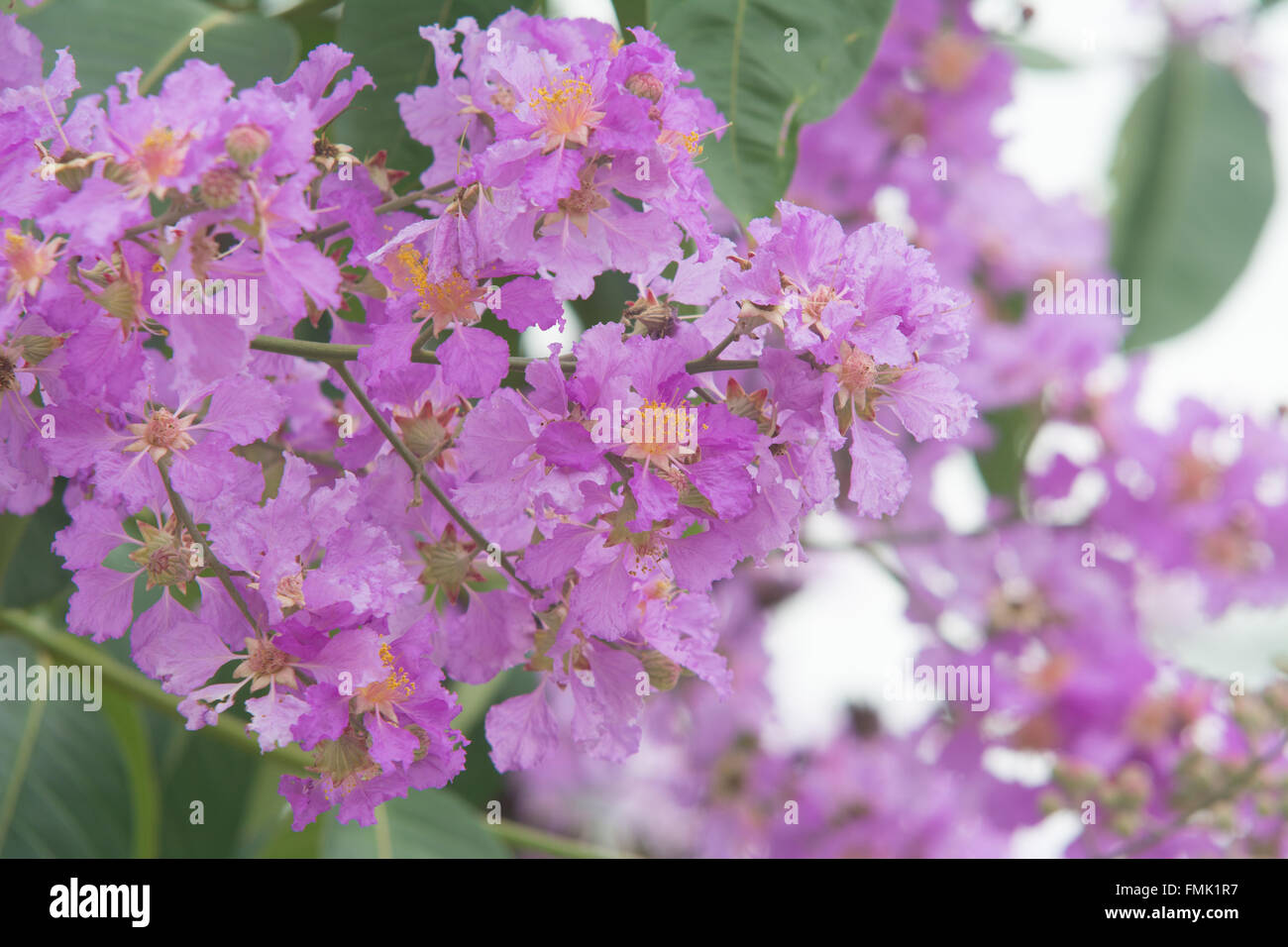 Queen crape myrtle flower hi-res stock photography and images - Alamy