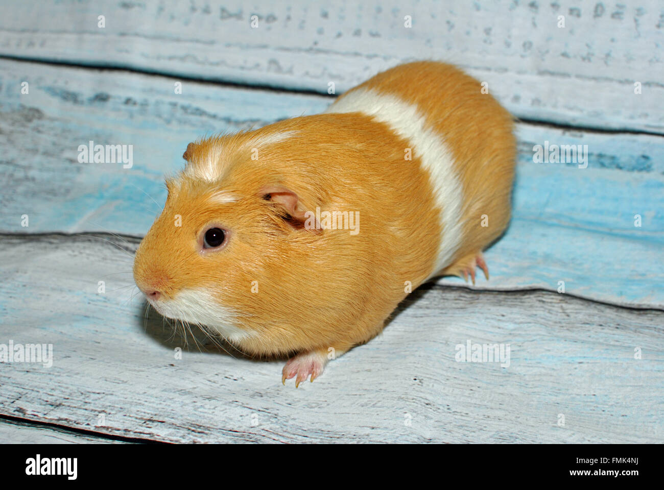 Ginger and white guinea pig hi-res stock photography and images - Alamy