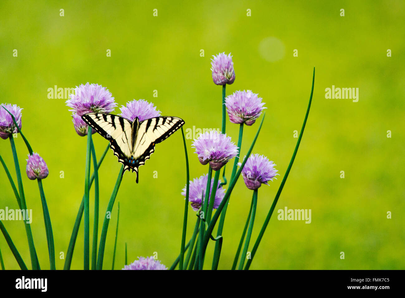 Eastern tiger swallowtail butterfly hi-res stock photography and images ...