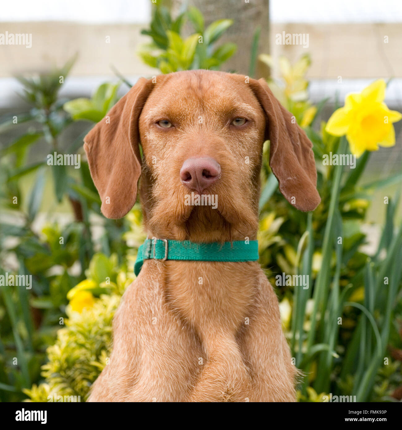 Hungarian wirehaired Vizsla Stock Photo - Alamy