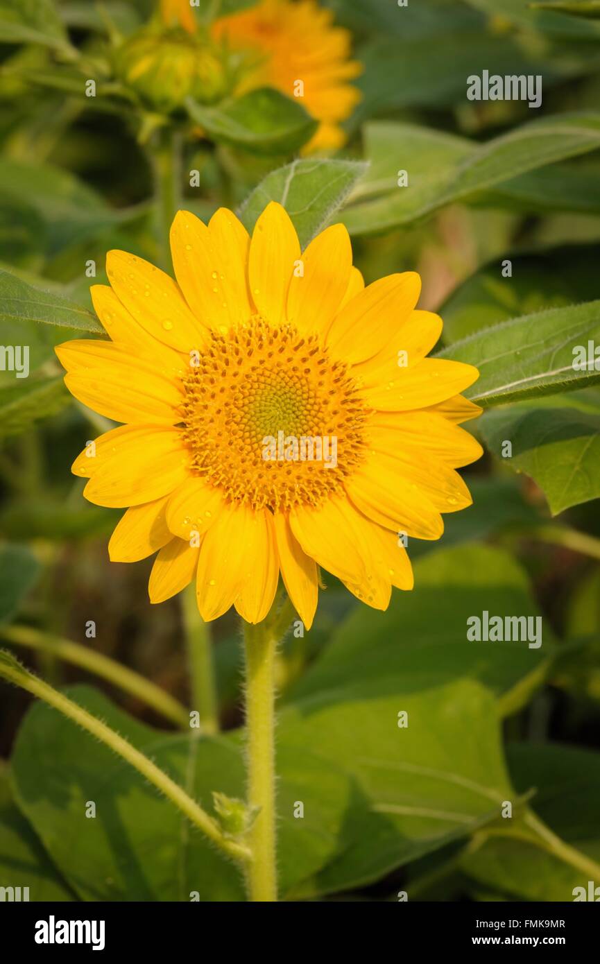 Sunflower closeup field hi-res stock photography and images - Alamy