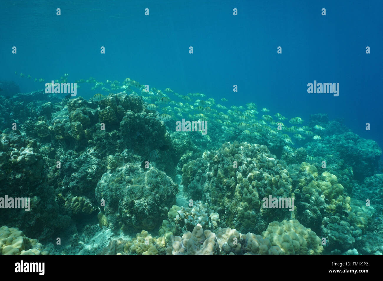 Convict tang fish hi-res stock photography and images - Alamy