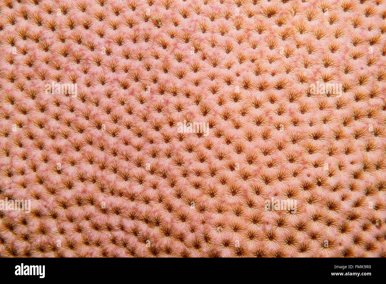 Underwater marine life, close up of massive starlet coral, Siderastrea ...