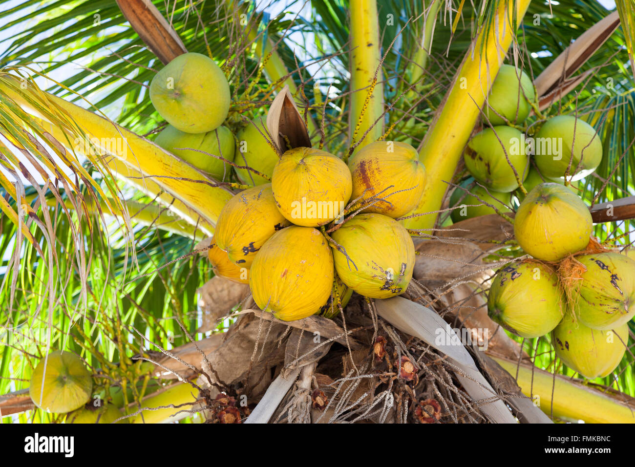 Plant milk south america hi-res stock photography and images - Alamy