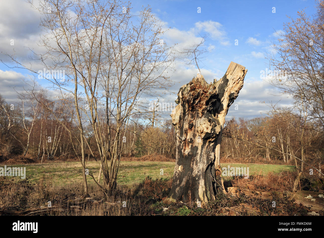 Ashtead common hi-res stock photography and images - Alamy