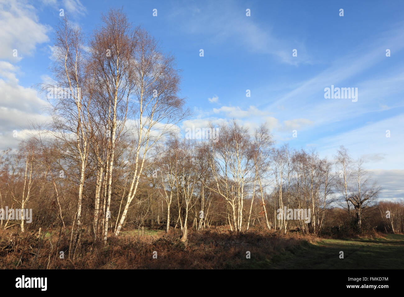 Ashtead common surrey hi-res stock photography and images - Alamy