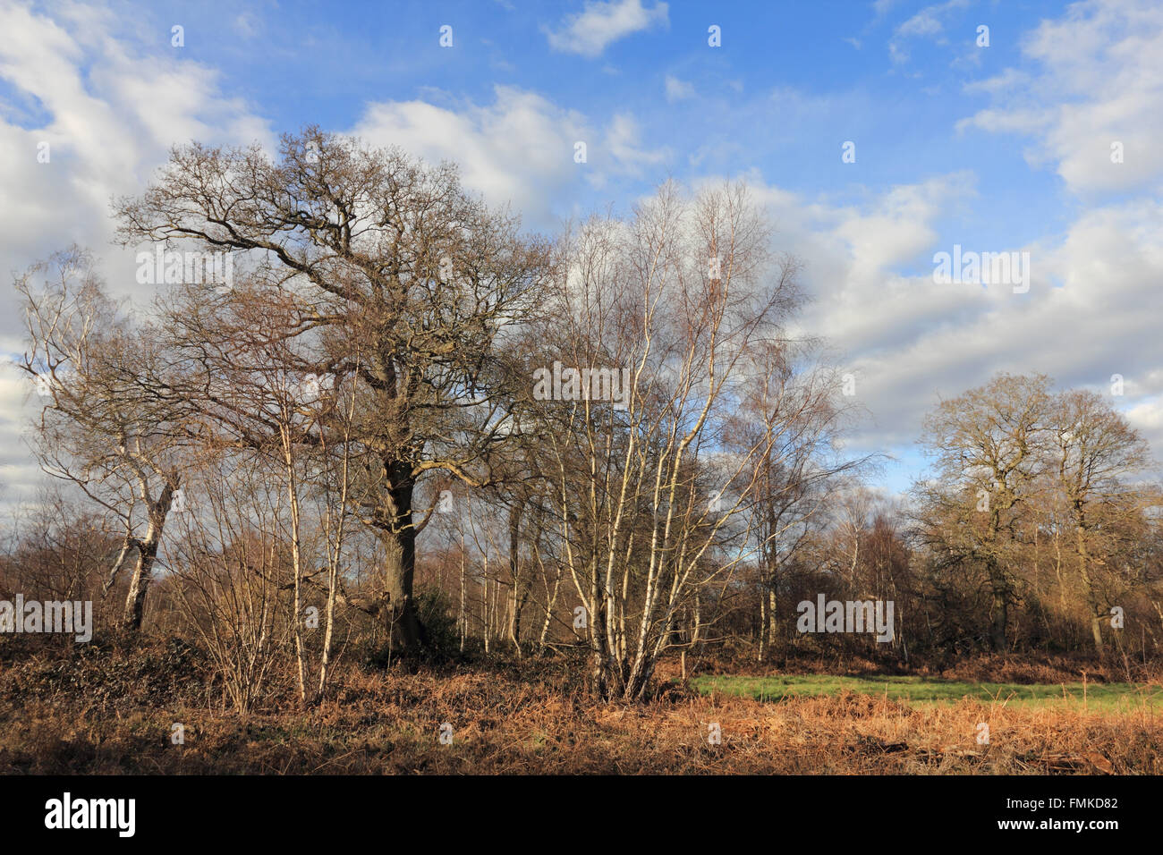 Ashtead hi-res stock photography and images - Alamy