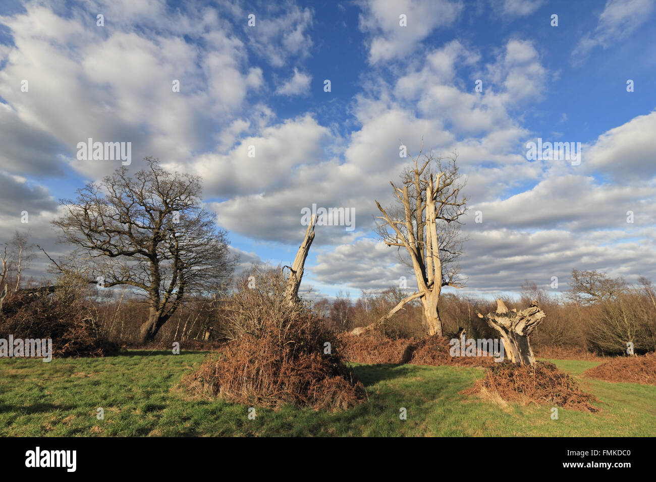 Ashtead Common, Surrey, England, UK Stock Photo - Alamy