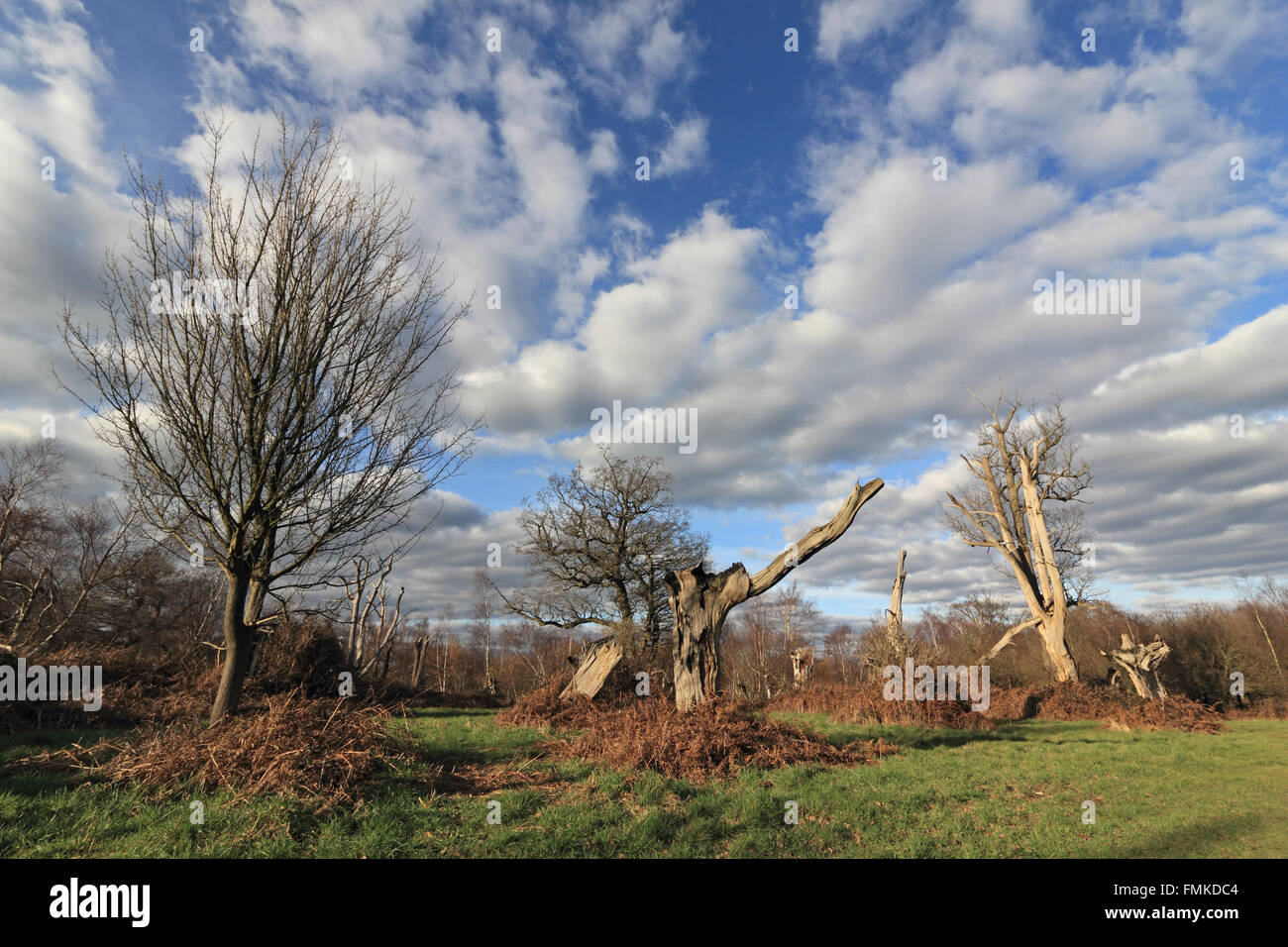 Ashtead common, surrey hi-res stock photography and images - Alamy
