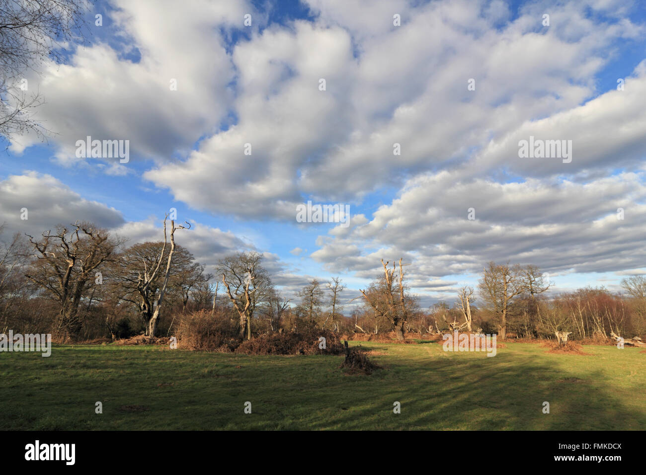 Ashtead Common, Surrey, England, UK Stock Photo - Alamy