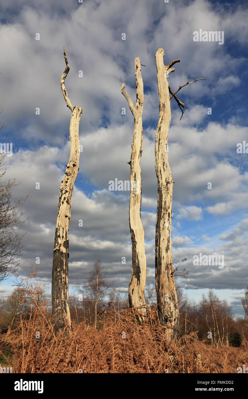 Ashtead Common, Surrey, England, UK Stock Photo - Alamy