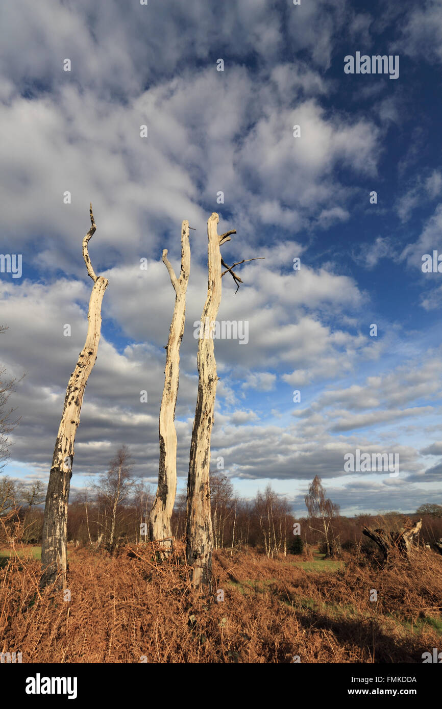 Ashtead Common, Surrey, England, UK Stock Photo - Alamy