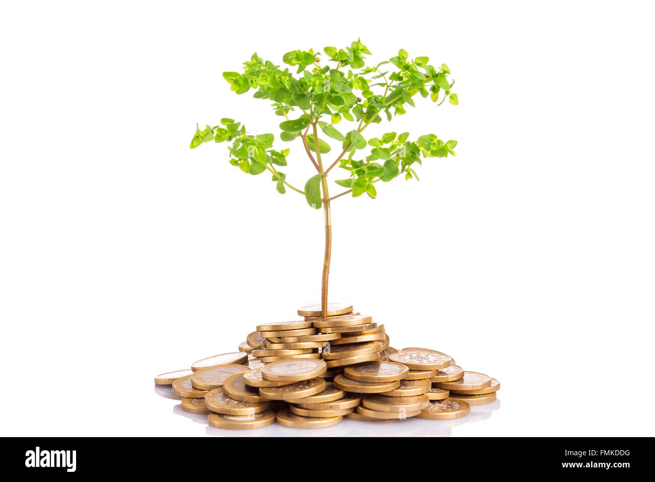 Money growing concept, isolated on white background Stock Photo - Alamy