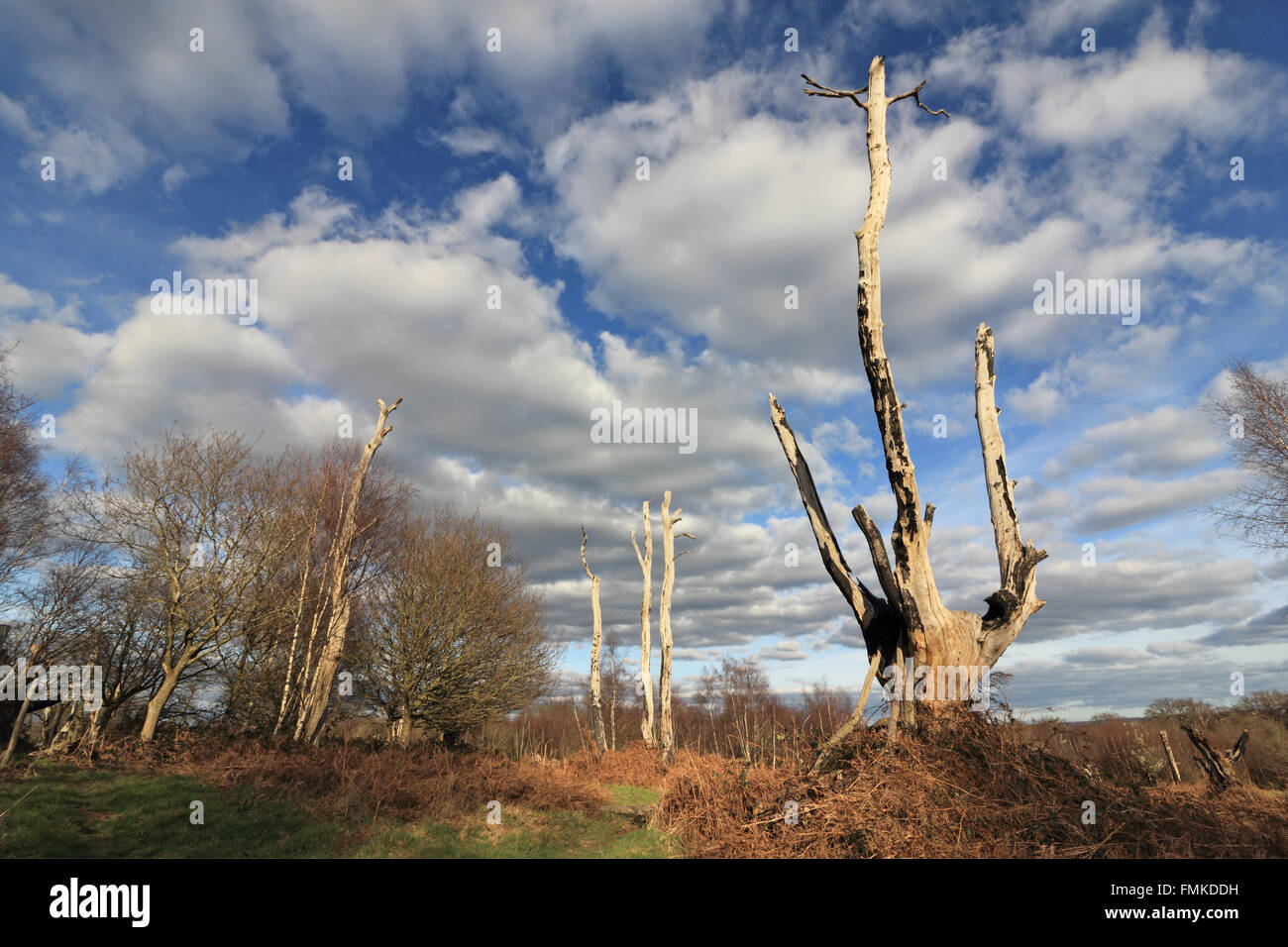 Ashtead Common, Surrey, England, UK Stock Photo - Alamy